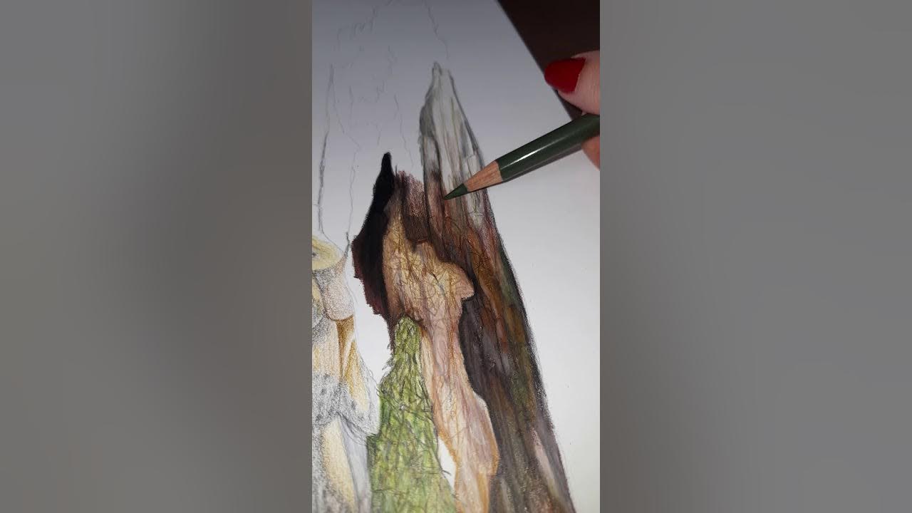 How to draw tree bark - YouTube
