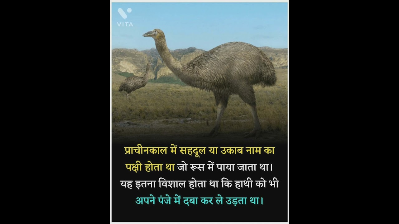 sahadul ya ukaab name ka pakshi||sahdul or eagle name ka bird - YouTube