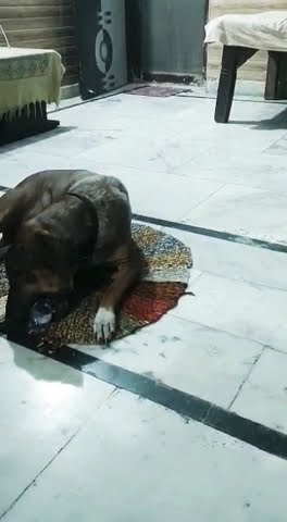 Rudy ko cold drink peeni h but dr. ne mna kiya😎 #rudy #youtube # ...