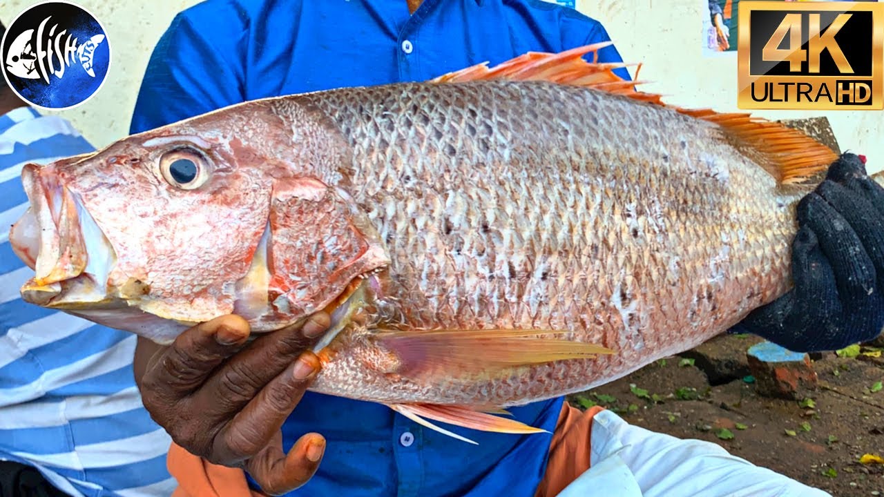 GOLDEN SEA BASS FISH AMAZING CUTTING SKILLS🔥|KF FISHCUTS - YouTube