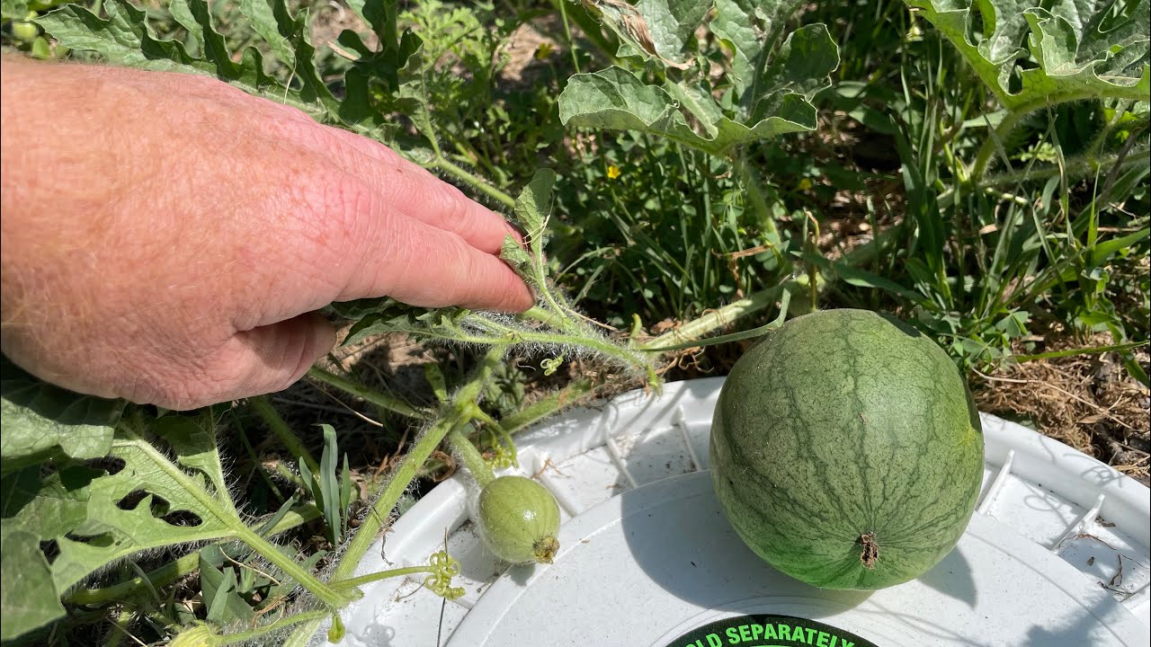 3 days and we got melons! - YouTube