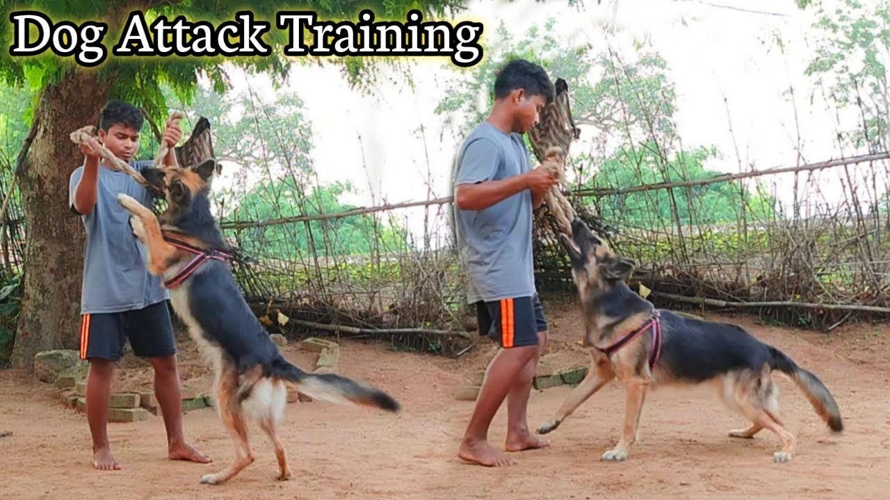 German Shepherd Female Dog Training Vlog || How to Teach your Dog ...