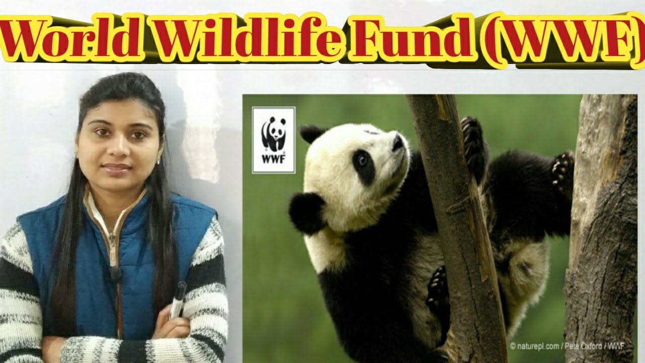 World Wildlife Fund || WWF || वर्ल्ड वाइल्डलाइफ फंड - YouTube