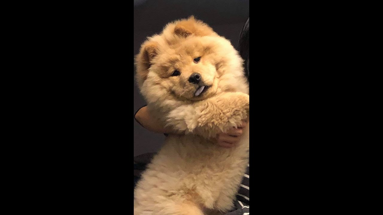 Mini Lion Chow Chow - YouTube