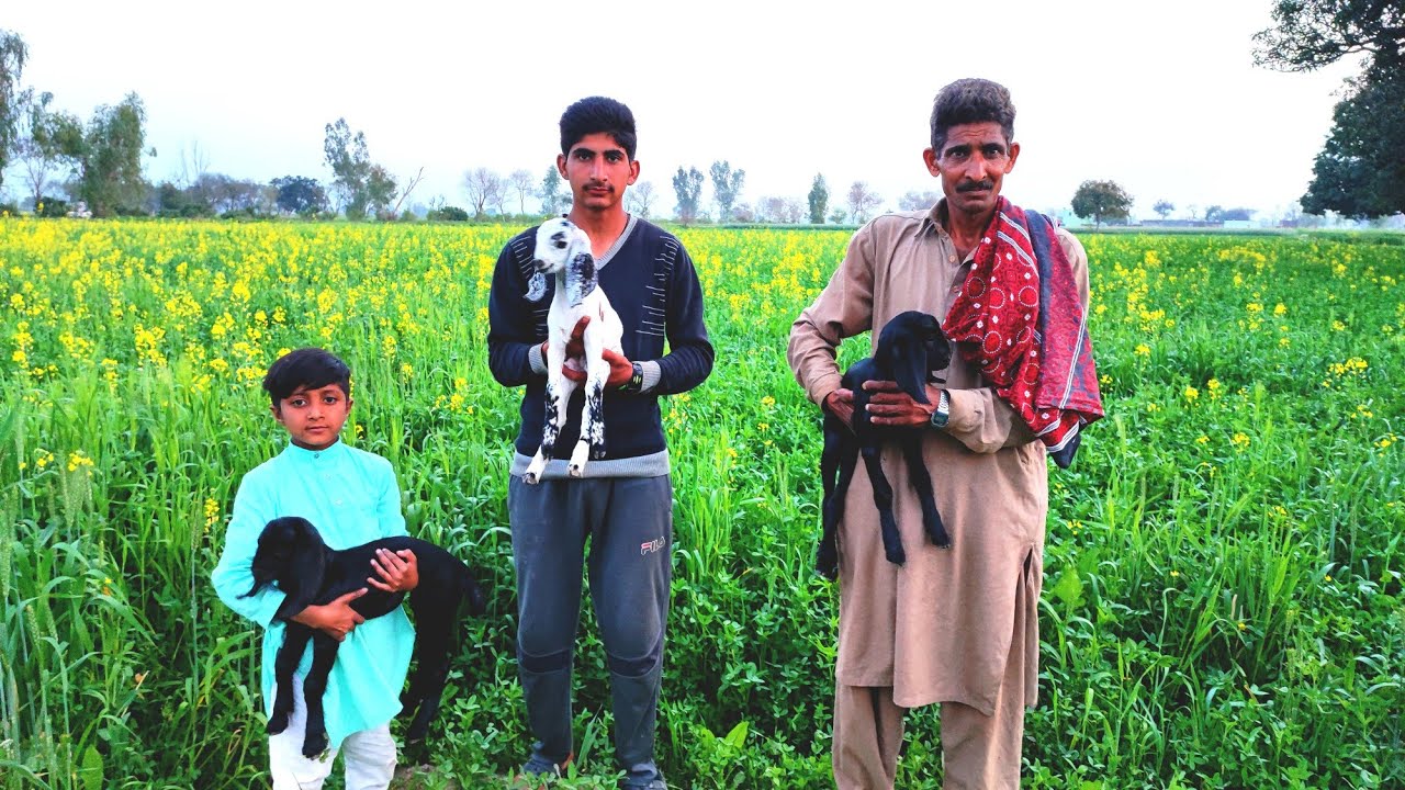 3 Baby Goat 🐐 | My New Goat #hamzasidhu | Amish Sidhu - YouTube