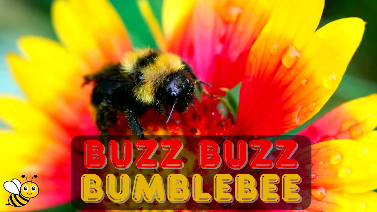 Buzz Buzz Bumblebee - YouTube