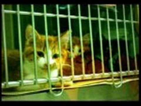 Save a cat- My heart will go on