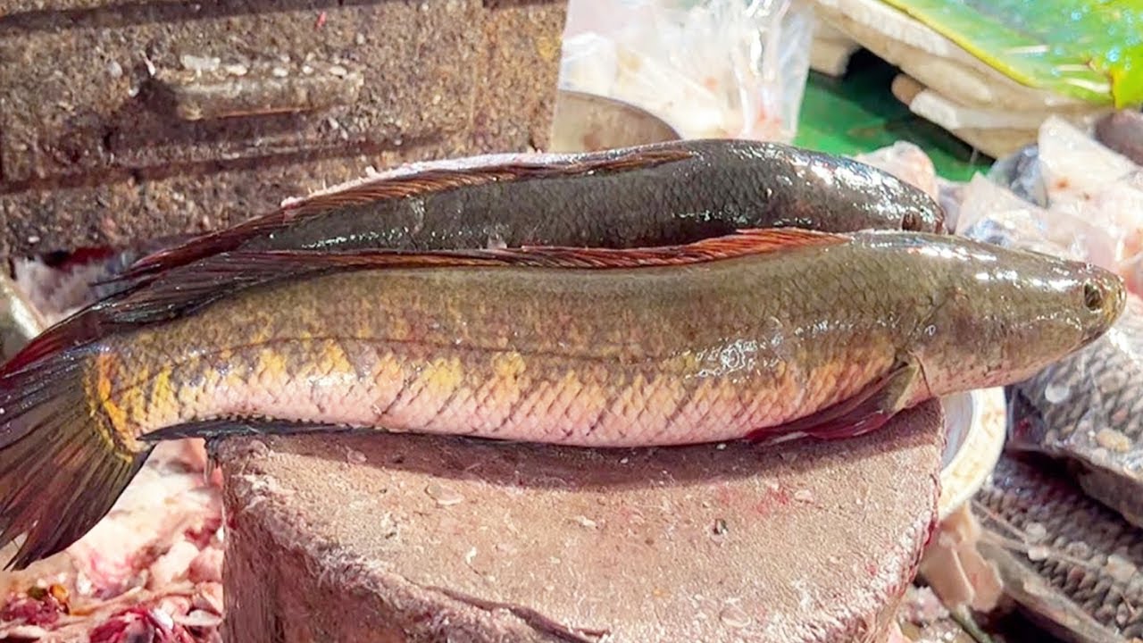 Big Snakehead Murrel Fish Cutting Skills Live in Fish Market | Fish ...