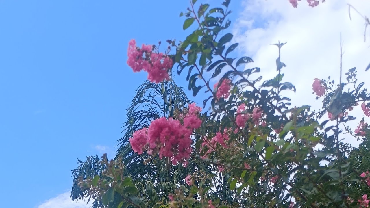Bong Sipra চলো চলে রে গল্পতে বসি রাধে কৃষ্ণা রাধে রাধে 🙏☕🍟🌷♥️ - YouTube