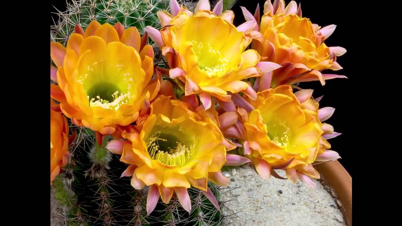 Beautiful Cacti Bloom Before Your Eyes - YouTube