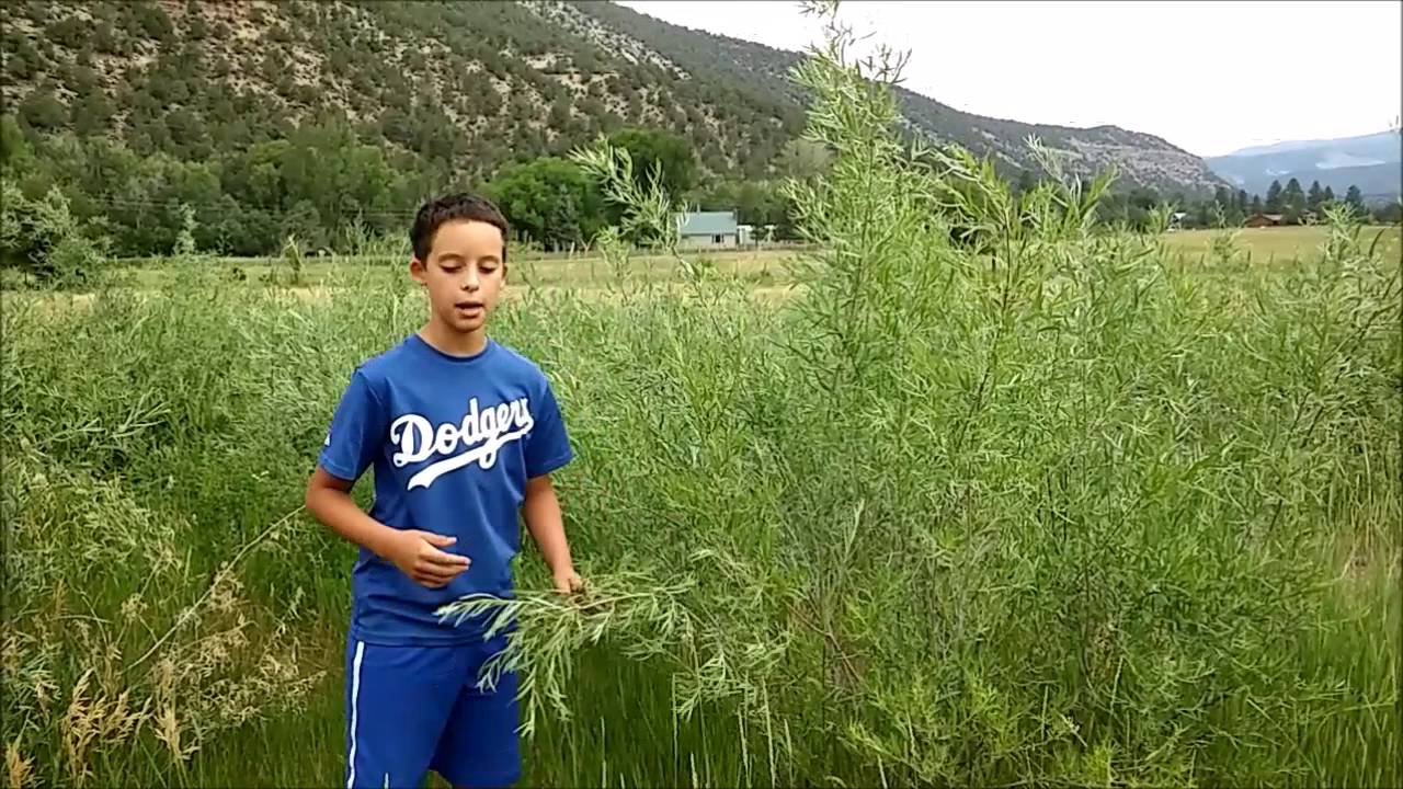 How to Identify Coyote Willow – Salix exigua – Colorado Botany - YouTube