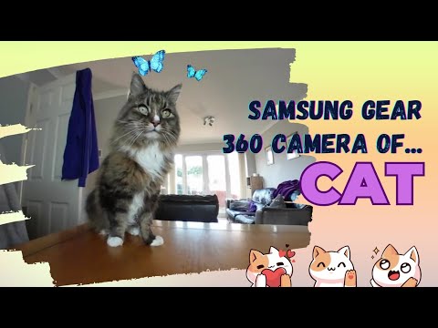 Samsung Gear 360 Camera (In 2023) - Cat eating on table - using motion ...