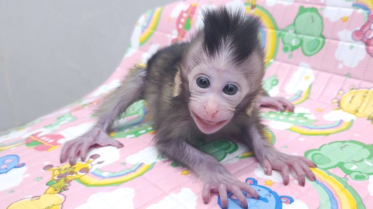 Newborn Baby Monkey Chika Bathing after Breakfast - YouTube