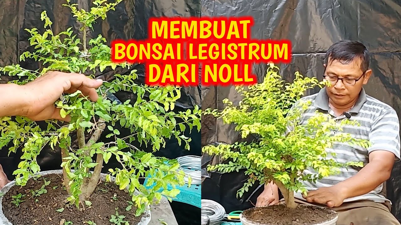 MEMBUAT BONSAI LEGISTRUM KUNING DARI NOL dari dongkelan - YouTube
