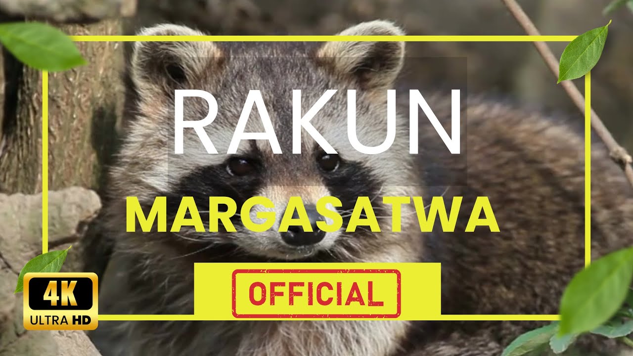 rakun l 4K - YouTube