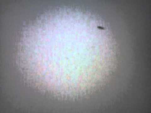 Thrips in my monitor - YouTube