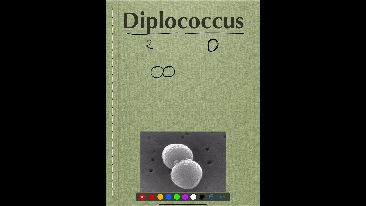 Diplococcus - YouTube