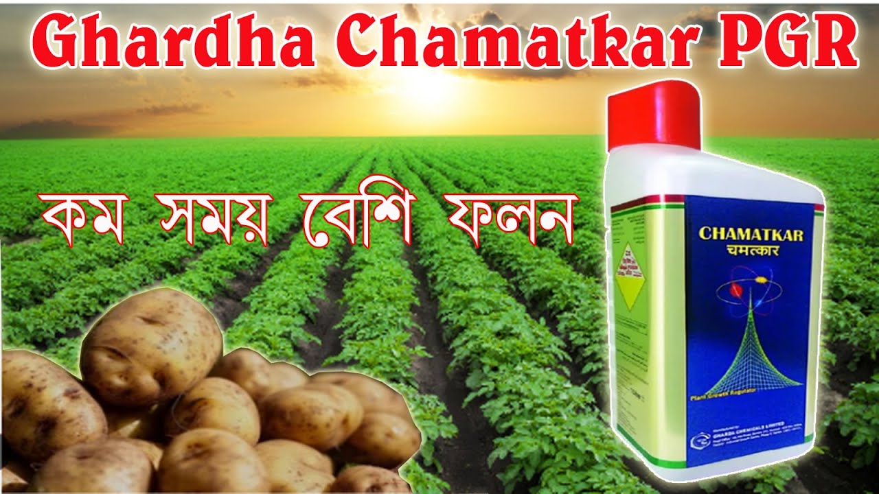 Gharda Chamatkar PGR || Mepiquat Chloride 5 %|| কিভাবে এবং কোন সময় ...