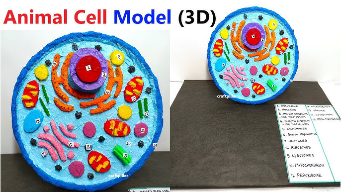 Animal Cell Project Model