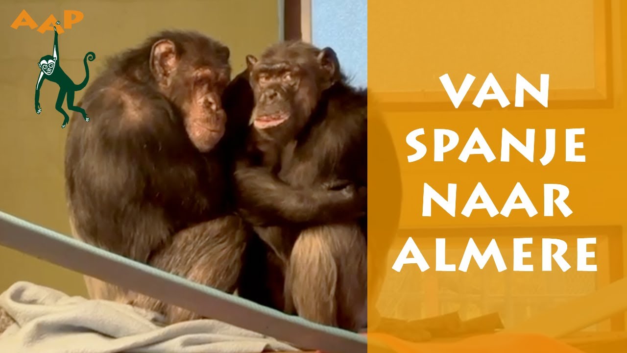 Bijzondere verhuizing: chimpansees Peggy en Babsie van AAP Spanje naar ...