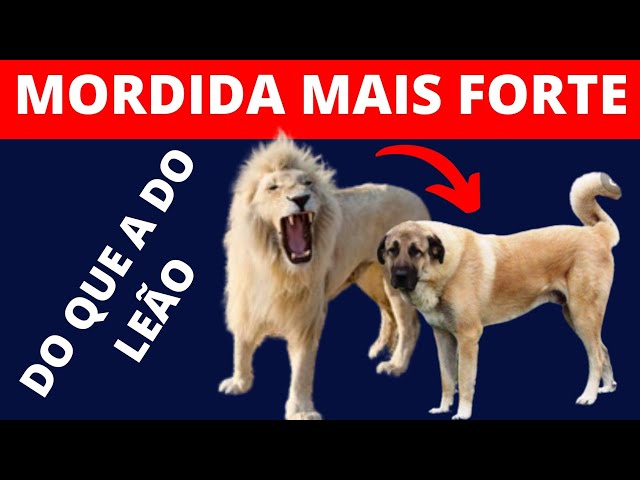 Cachorro Kangal Vs Leao Raça De Cachorro Gigante, Quais São? 12