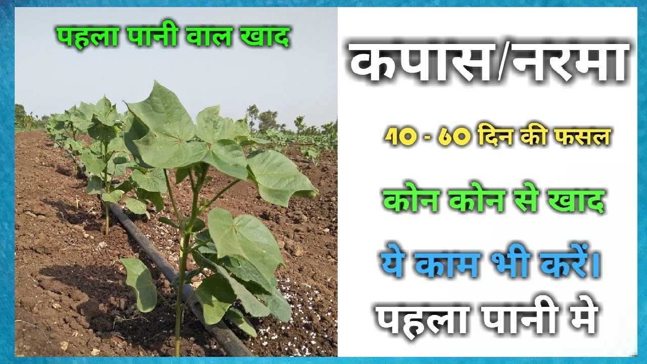 कपास/नरमा पहला पानी,खाद की मात्रा।Cotton/Narma crop. - YouTube