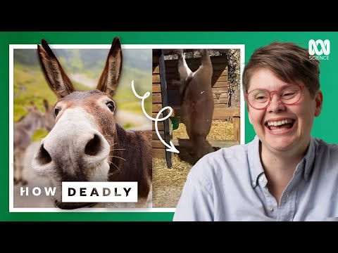 Horses are graceful, donkeys are NOT | REACTION