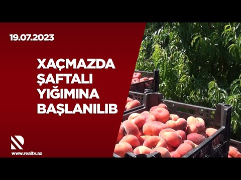 Xaçmazda şaftalı yığımına başlanılıb