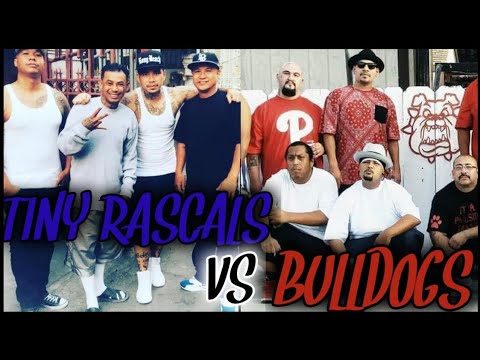BULLDOGS VS TINY RASCALS ....IT STARTED IN THE 90S ....IS IT OVER !!! - YouTube