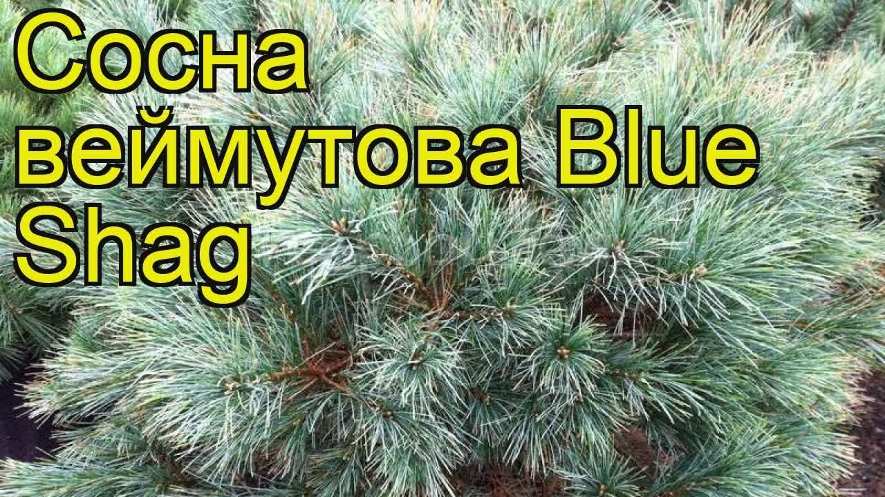 Сосна веймутова Блю Шег. Краткий обзор, описание характеристик, где ...