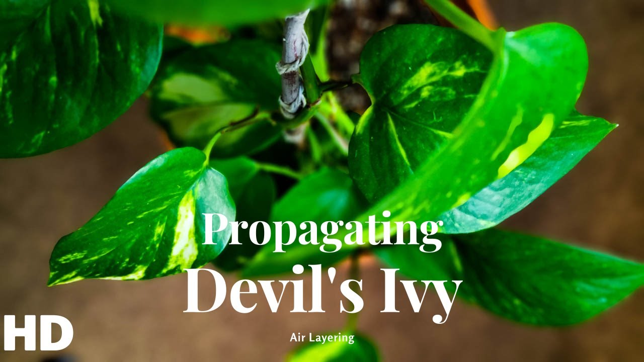 How to Propagate Pothos ( Devil's Ivy ) | Air Layering - YouTube