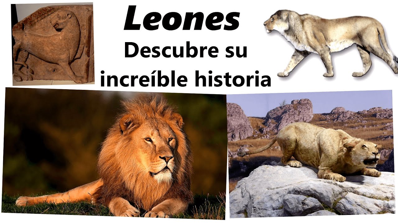 La increíble historia evolutiva de los leones - YouTube