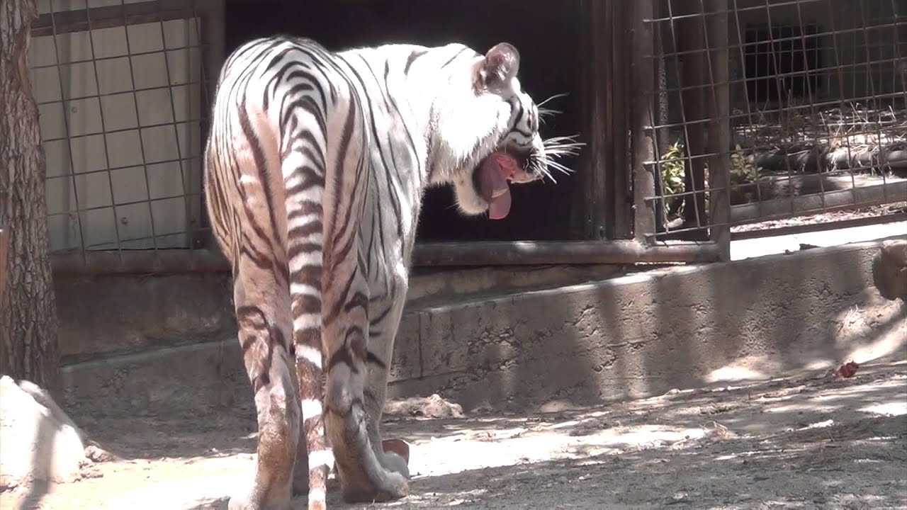 Saber's Summertime Enrichment! - YouTube