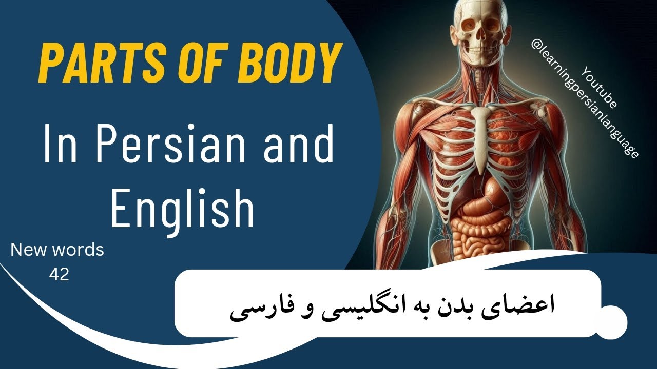Persian vocabulary - parts of body - اعضای بدن به انگلیسی و فارسی - YouTube