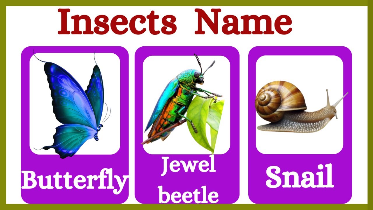 Insects name for kids / Learn insects name vocabulary(@Littlekidsworld ...
