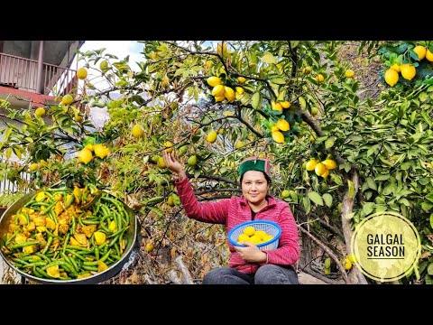 || Galgal( Citron) Season(Galgal,Mirch,Adrak Pickle Recipe) In Kinnaur HP|| - YouTube