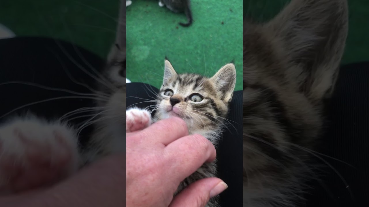 Cat Felis Mea - YouTube