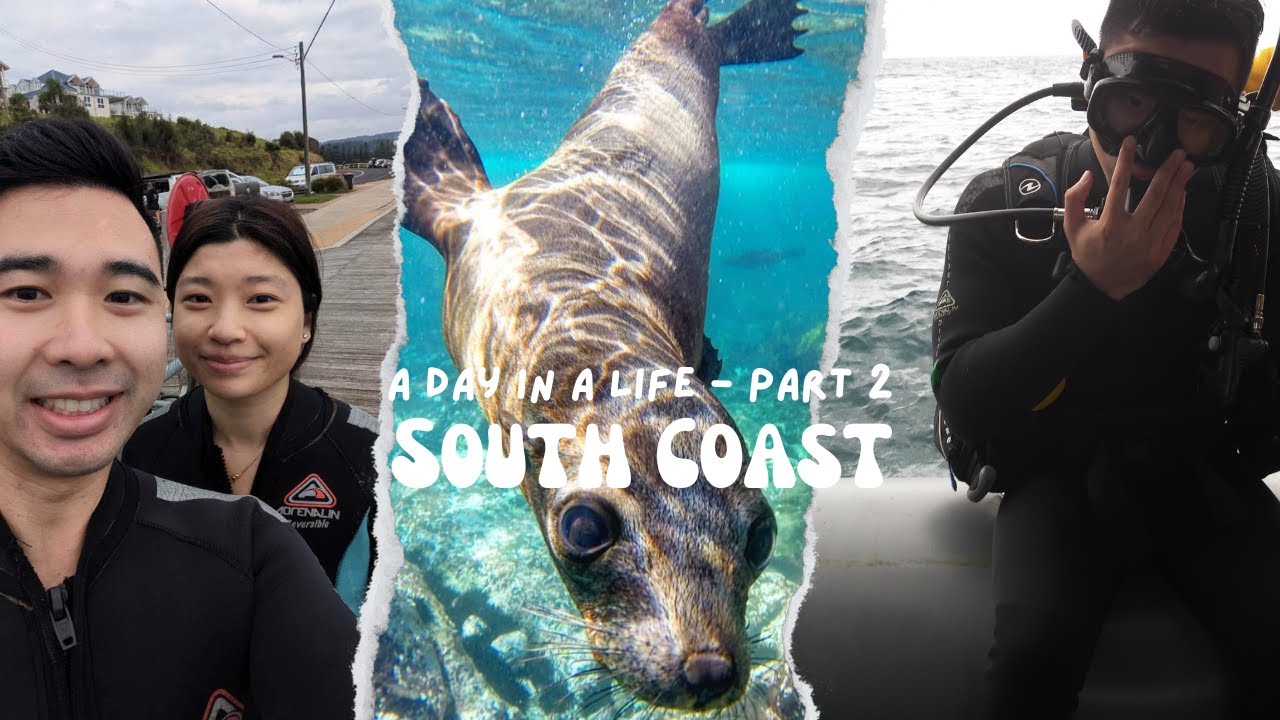 A Day In My Life: South Coast NSW PT 2, Narooma, Swimming with Seals ...