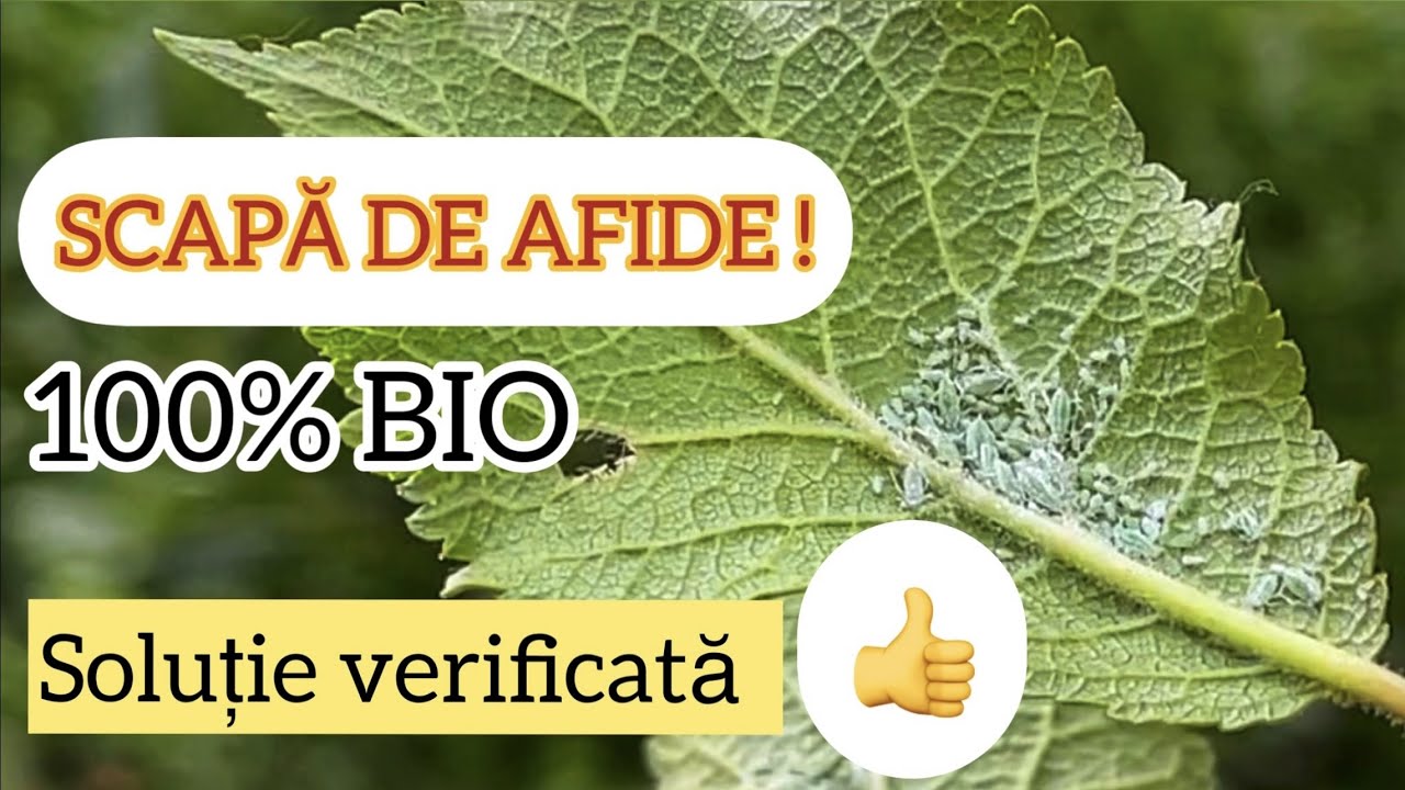 Solutie verificata contra afidelor din pomi. Cum o folosim corect ...