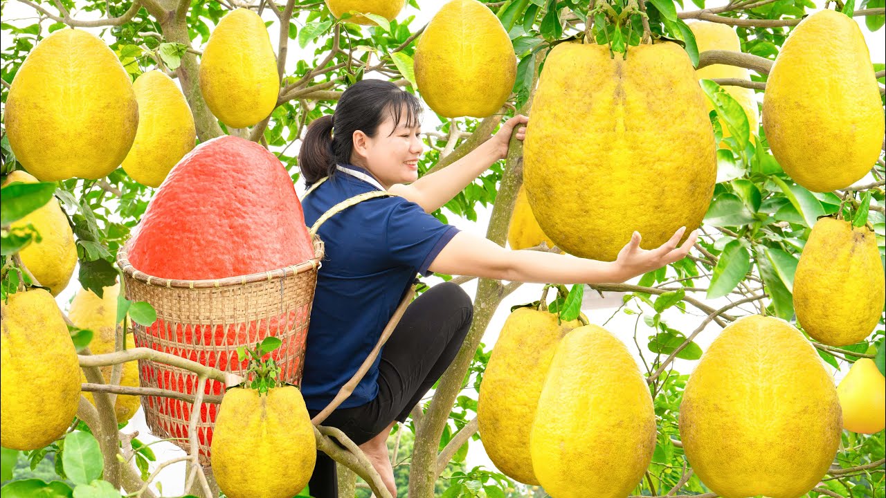 Harvest KY DA Grapefruit (Grapefruit Giant 15 Kg) Go to sell & Cook ...
