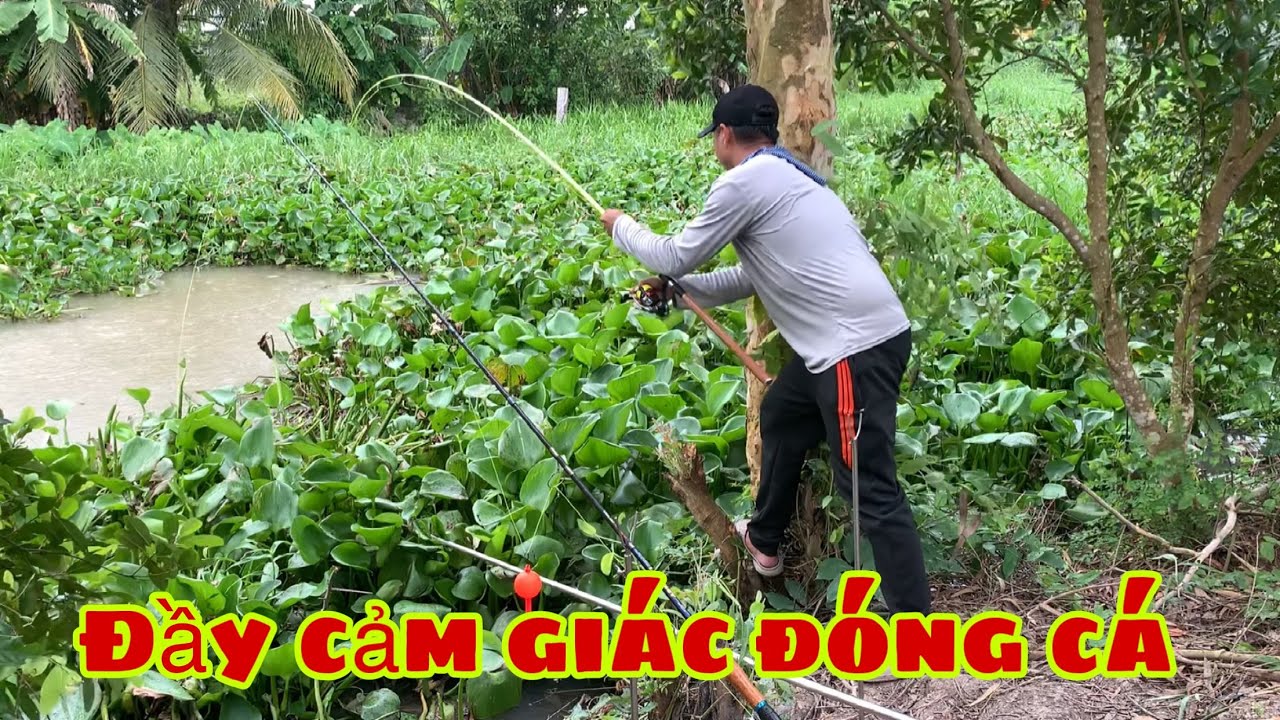 Câu Cá Tra Sông - Chỗ Này Cá Ăn Liên Tục Câu Là Ghiền Luôn | Fishing ...