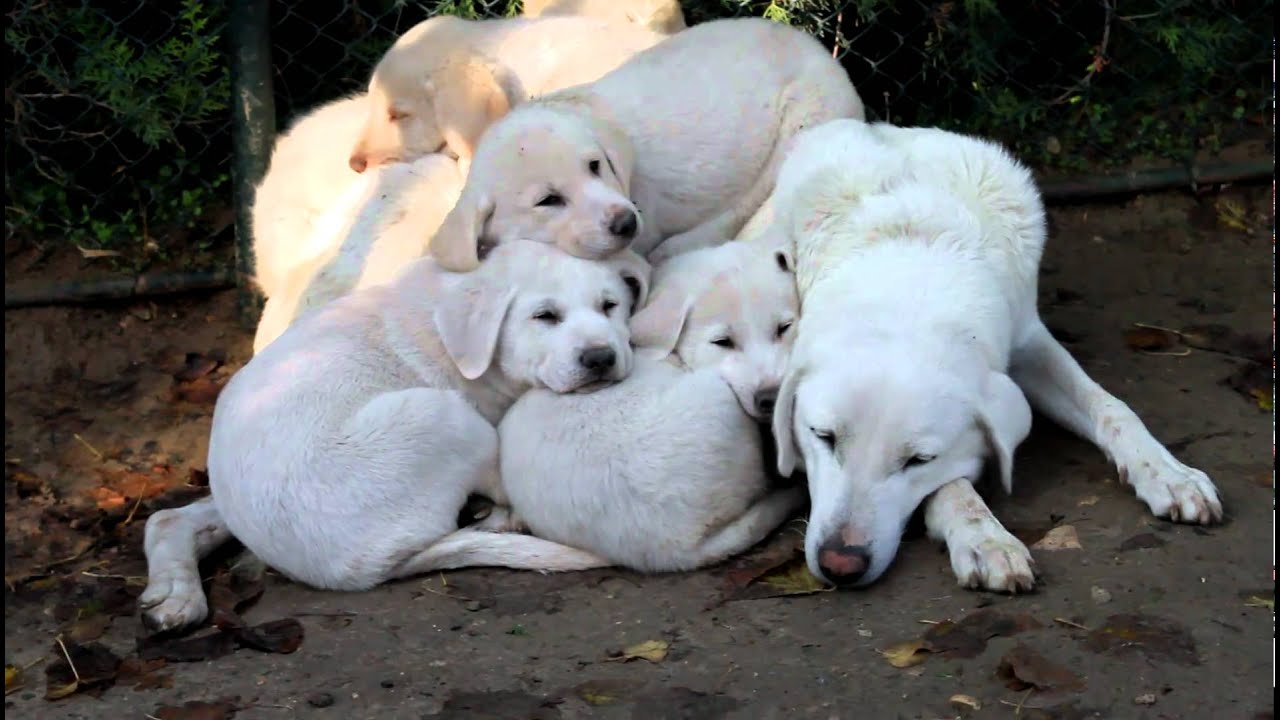 Akbash !! AKBAŞ... AKBAŞ.... AKBAŞ...( Famous Turkish Dog) Ela' nın ...