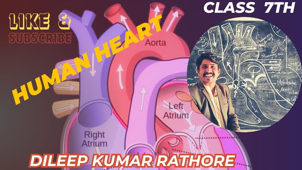 Human Heart | #structureofheart | Function | Diagram | Science 7th ...