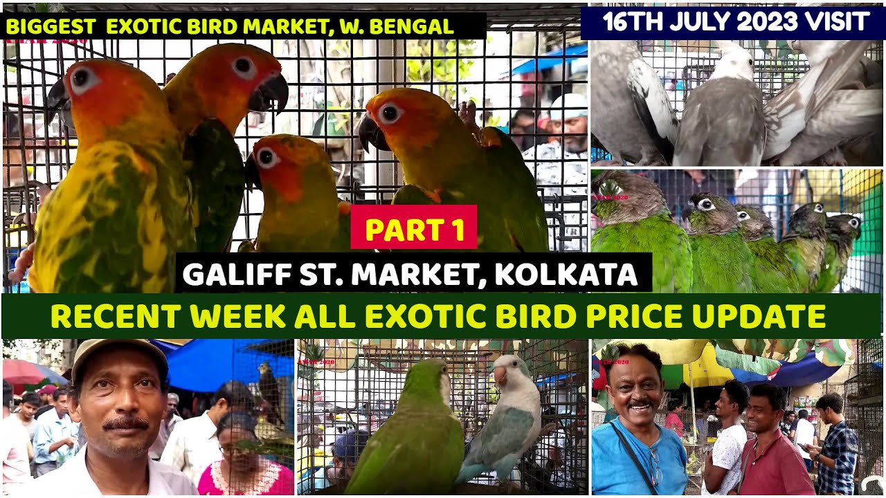 Recent Week All Exotic Bird Price | Galiff Street Cheapest Exotic Bird ...