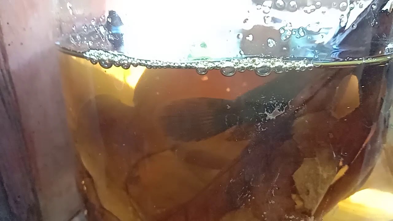 PART 2. HASIL Mengobati Baby Channa Maru Red Sampit terkena white spot ...