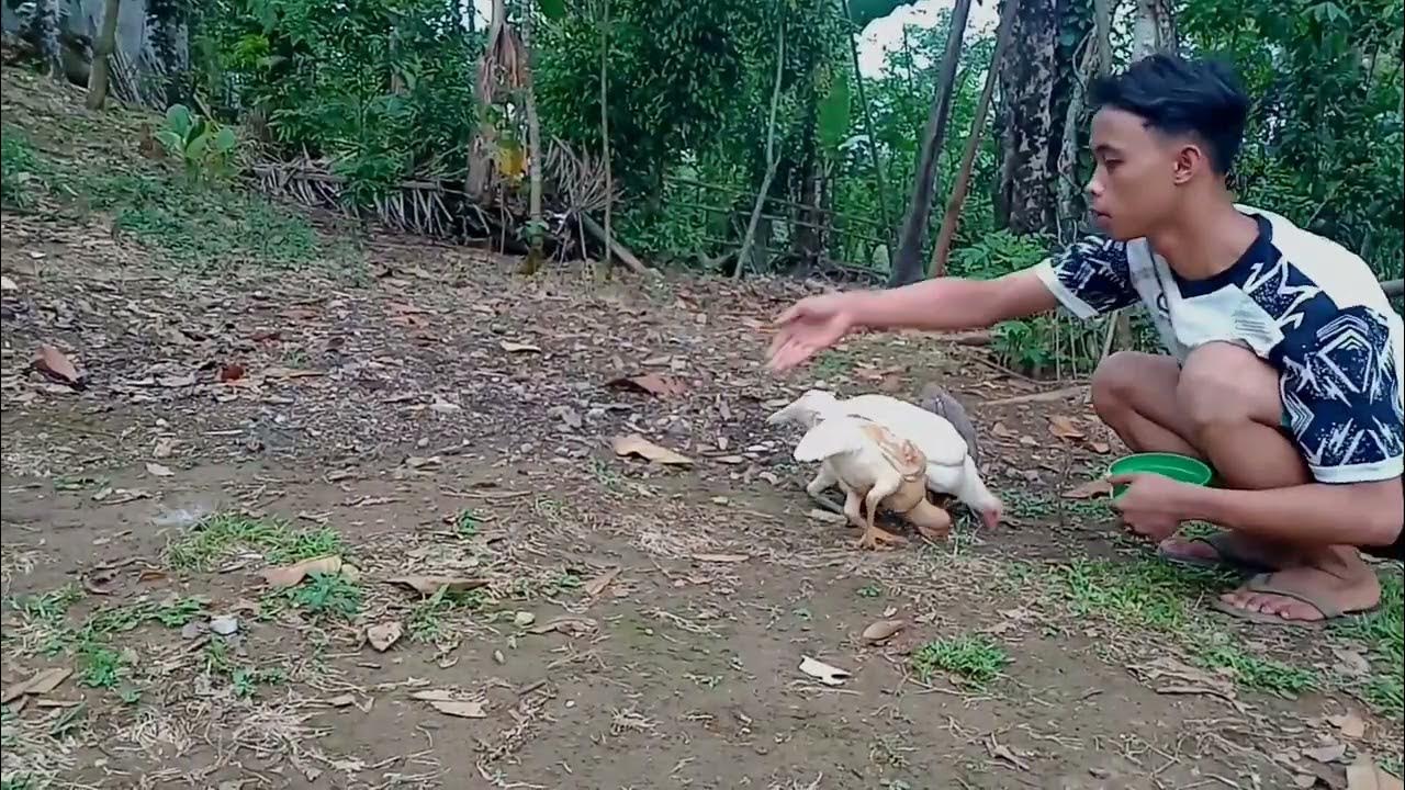 maraban kotok - YouTube