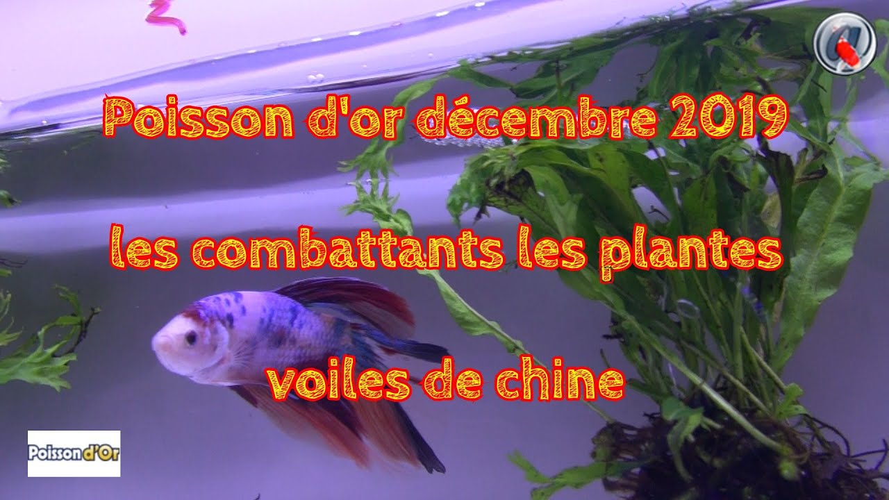 Poisson d'or décembre 2019 les combattants et les plantes voiles de ...