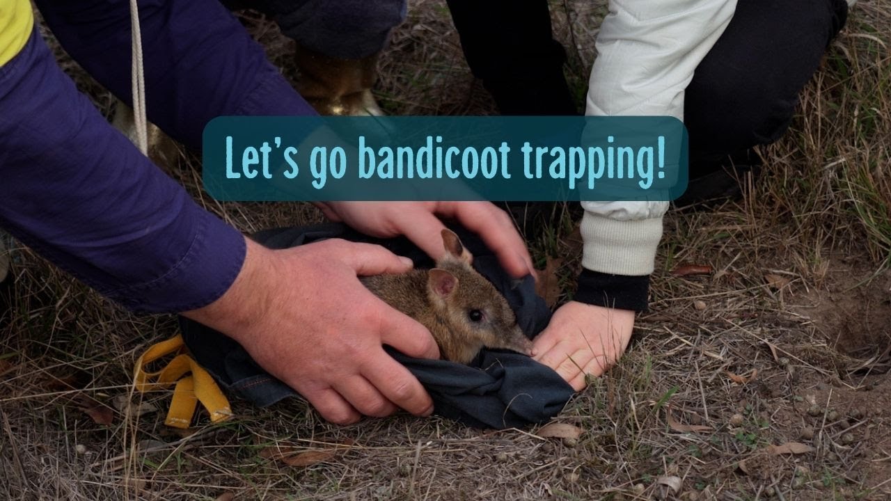 Bandicoot trapping with BMD Group: Taking action for this endangered ...