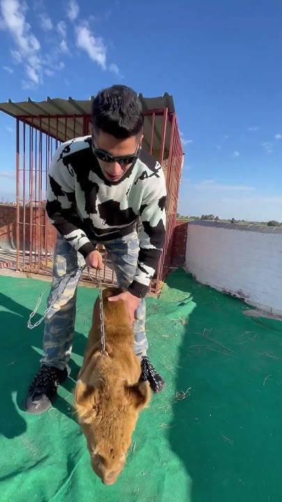 تحدي أجيب أسد شرس وأروضه 💔😱 - YouTube