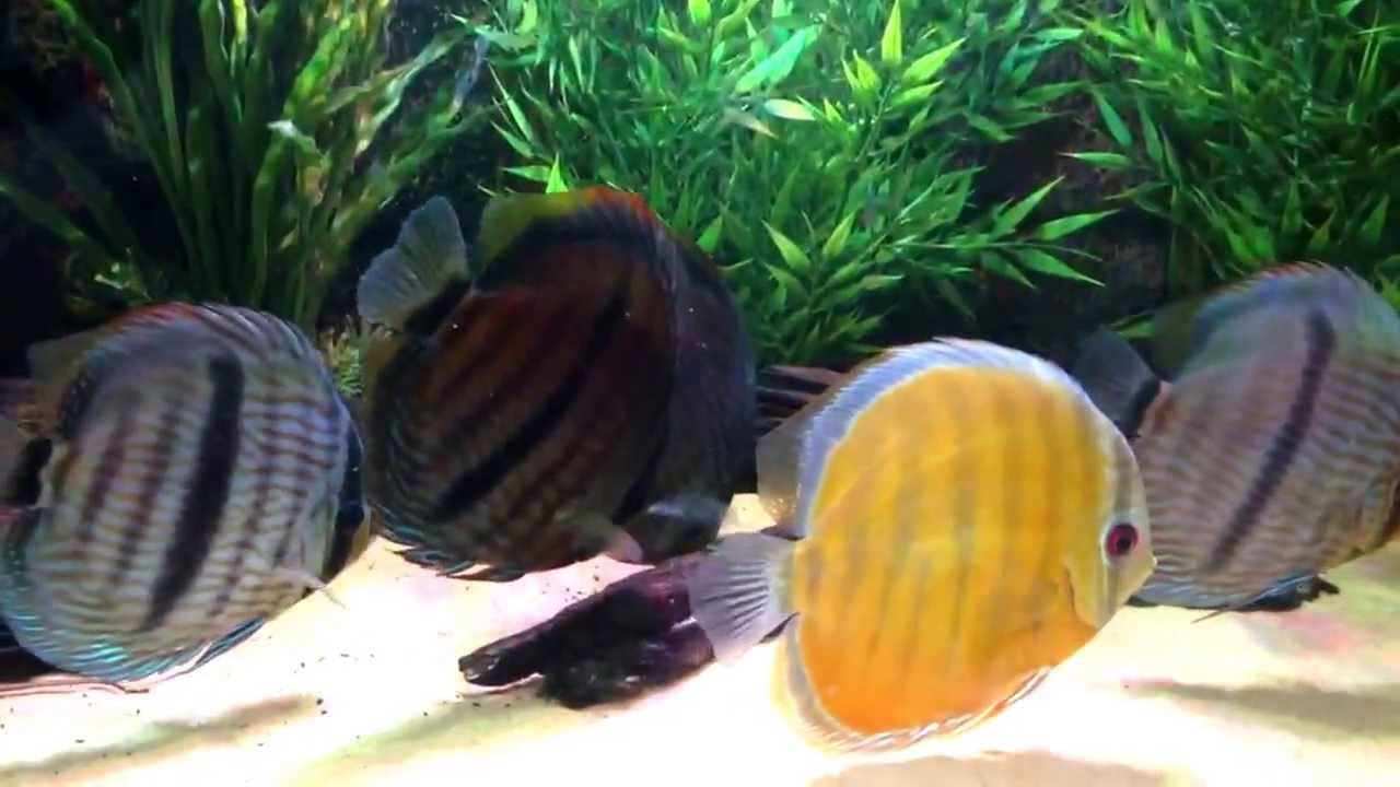 Wild Heckels and Brown Discus - YouTube